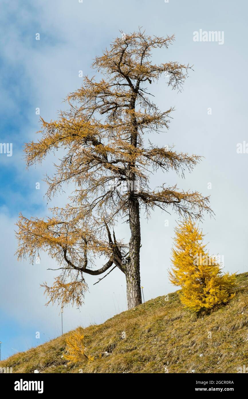 Autumn coloured larch, Nockberge, Biosphere Park Nockalm, Carinthia ...
