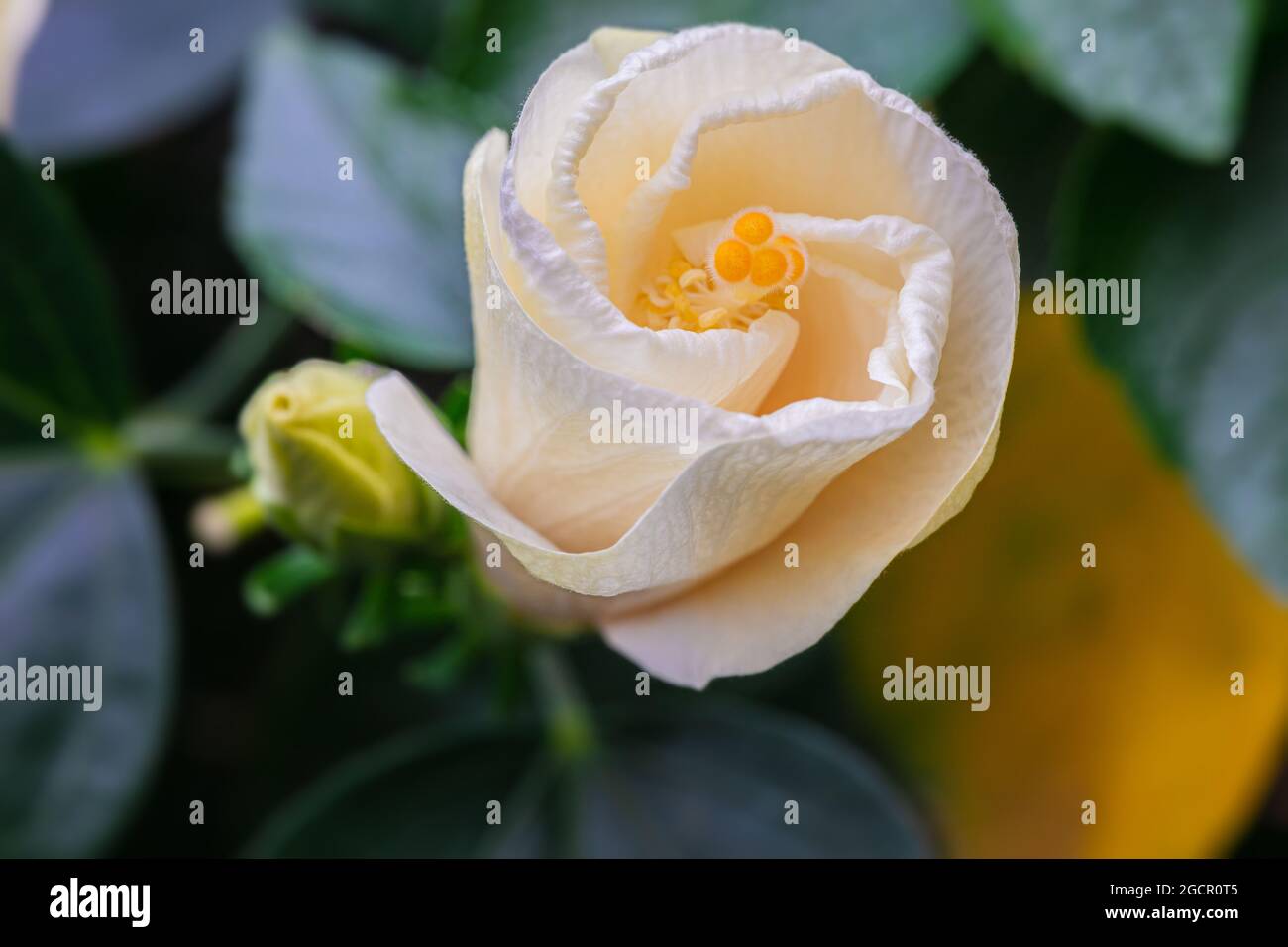 Close up to a hibiscus flower. A white hibiscus flower, during opening ...