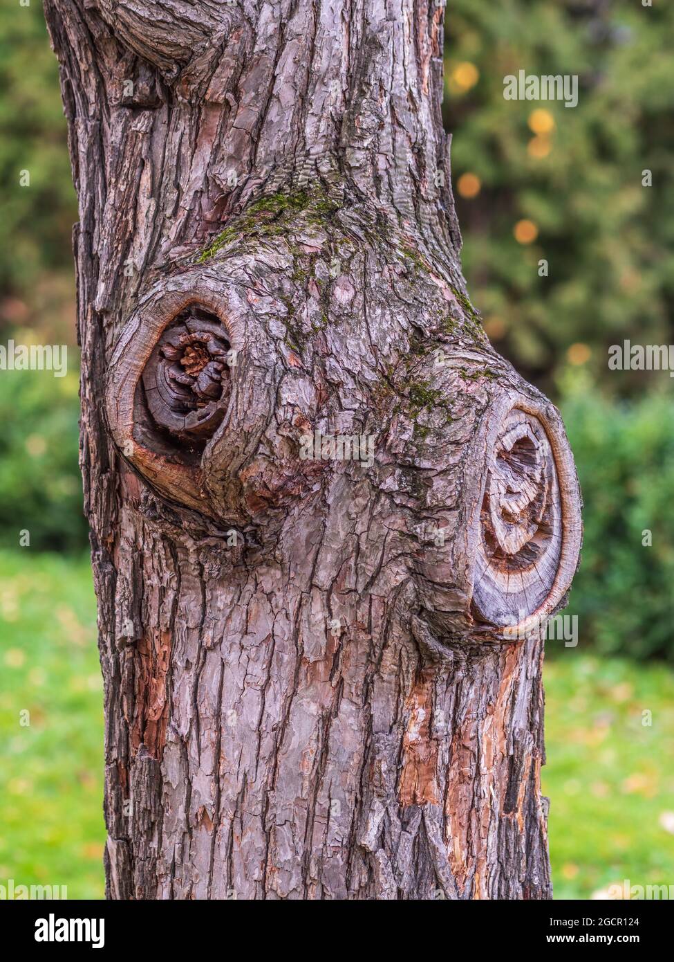 The texture of the bark of an old apple tree. Detailed bark texture ...