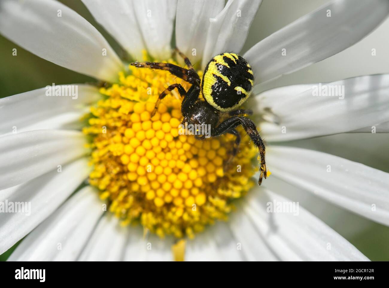 Napoleon spider (Synema globosum) in its yellowish colour variation on ...