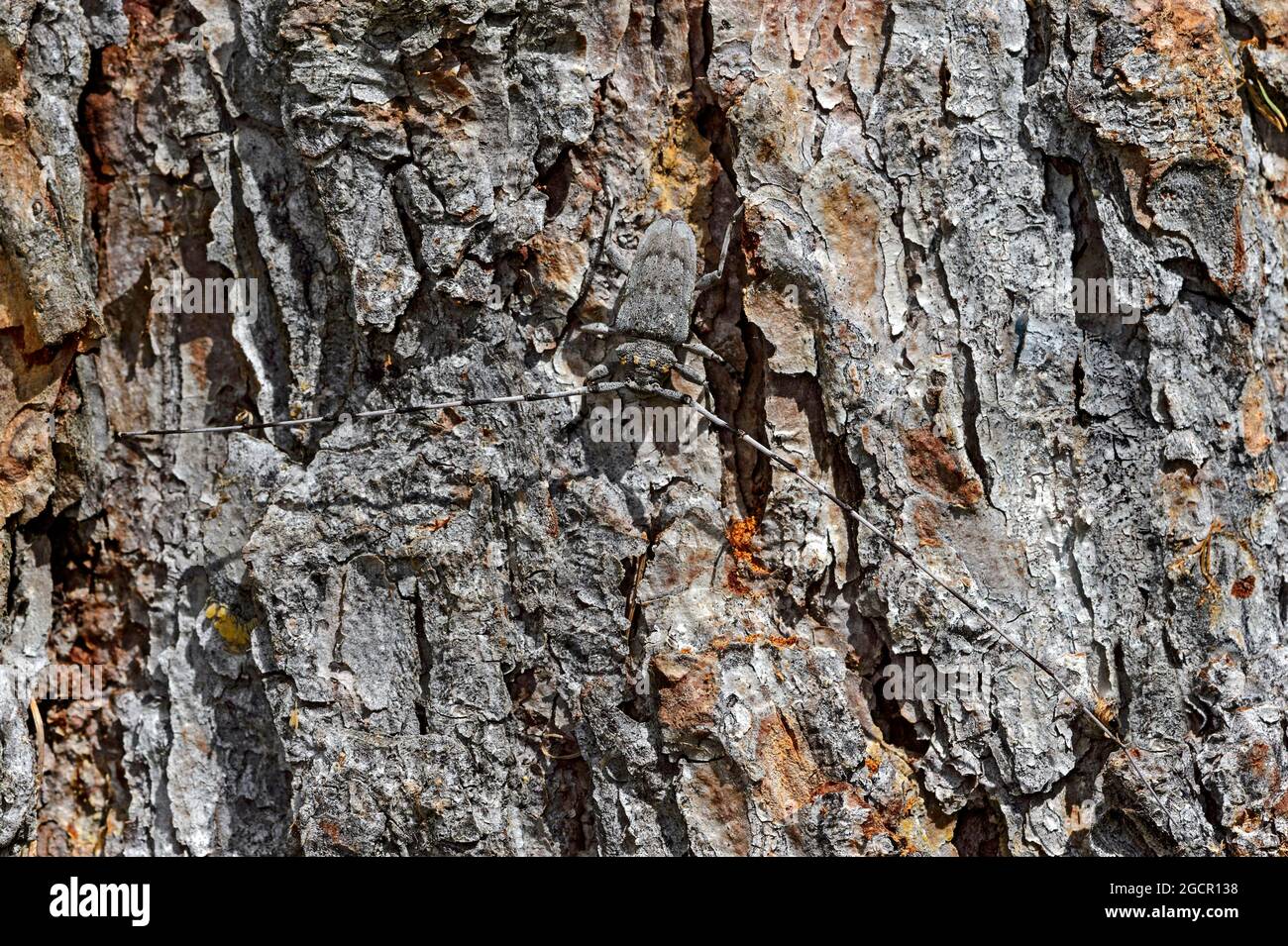 Timberman beetle (Acanthocinus aedilis) Beetle, Valais, Switzerland ...