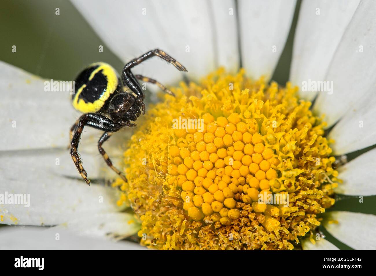 Napoleon spider (Synema globosum) in its yellowish colour variation on ...