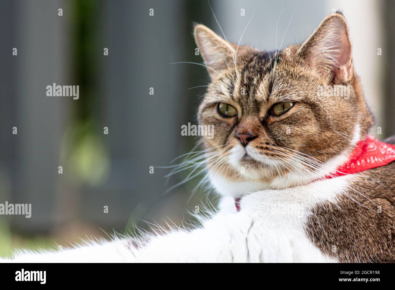 Playful adult cat hi-res stock photography and images - Alamy