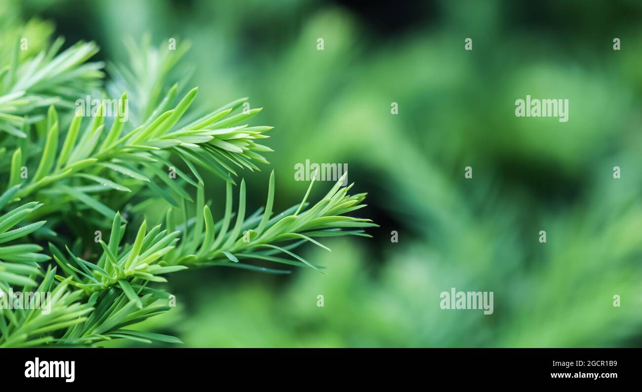 Dwarf yew hi-res stock photography and images - Alamy