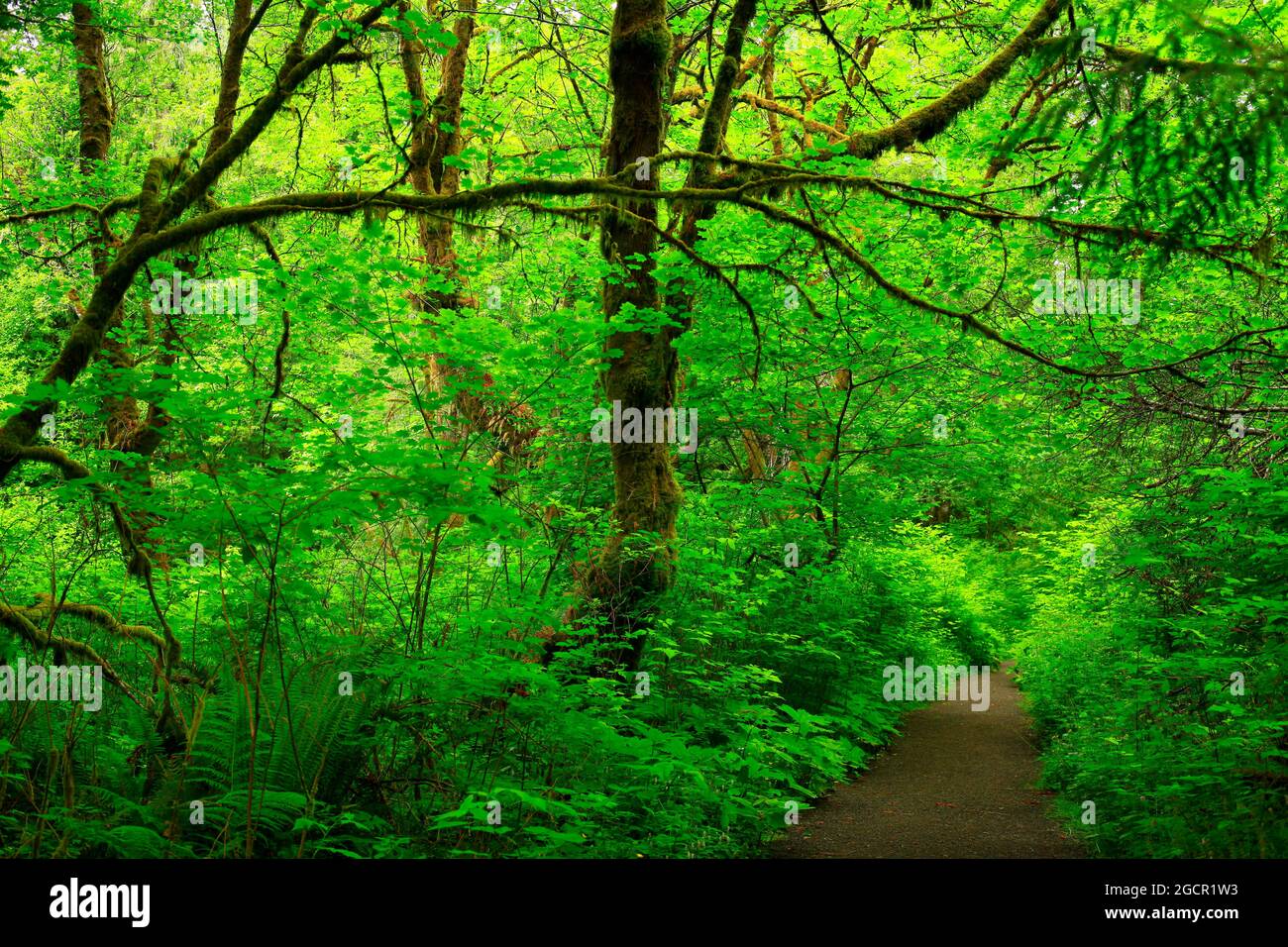 a exterior picture of an Pacific Northwest rainforest trail Stock Photo ...