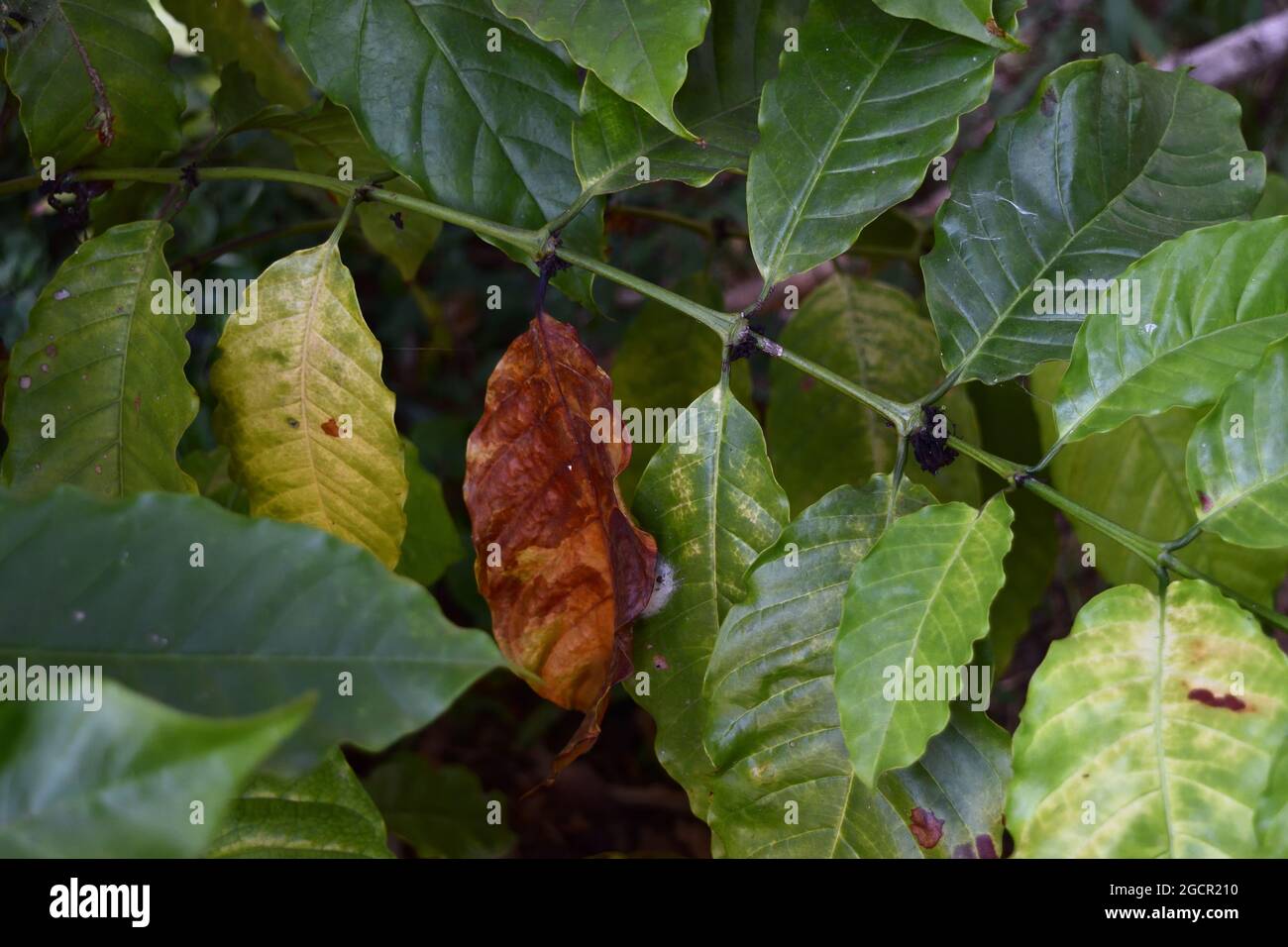 Brown and yellow damage by anthracnose on the green leaf of Robusta ...