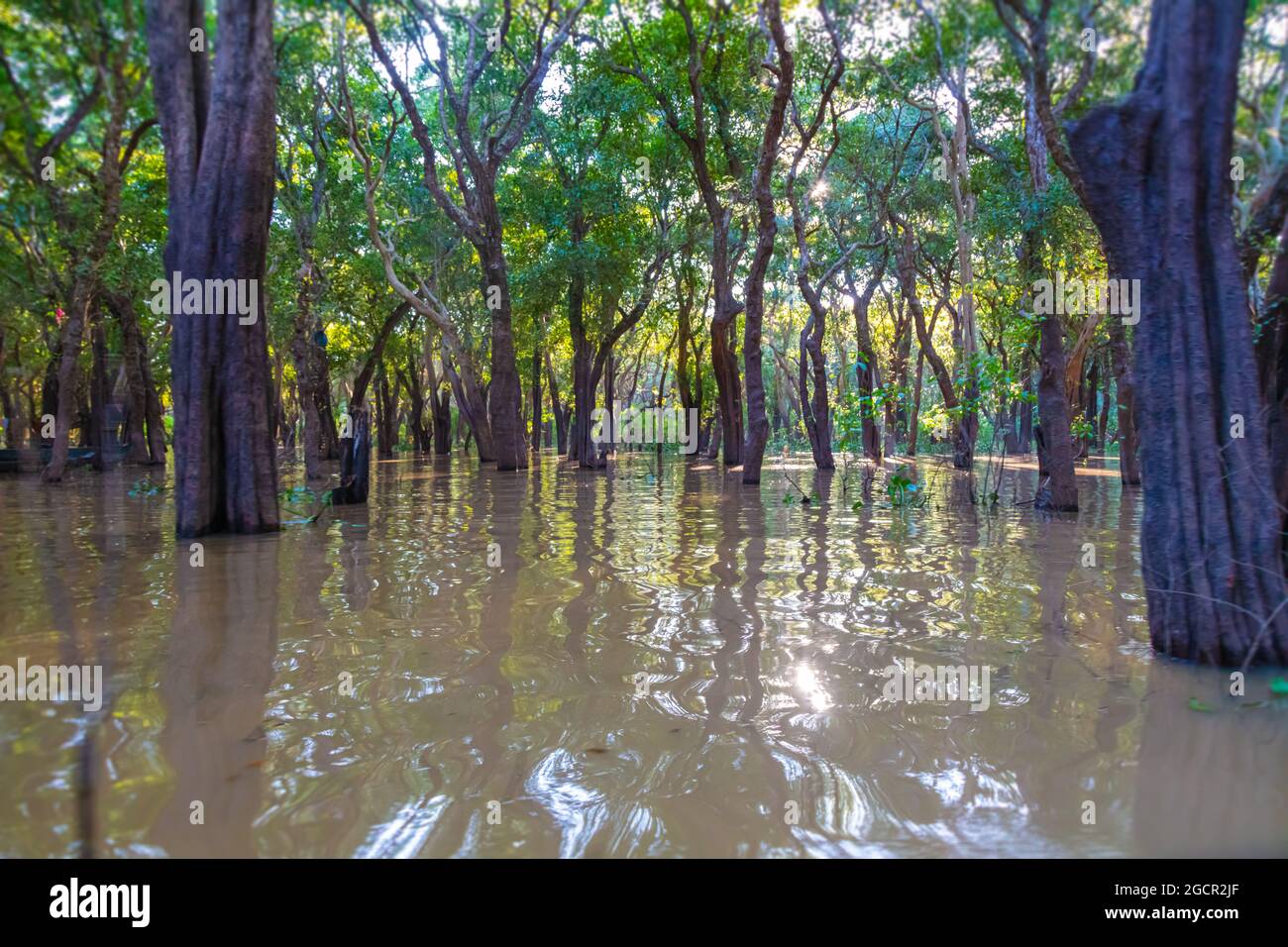 Floating mangrove forest near the Kampong Phluk Floating Village and ...