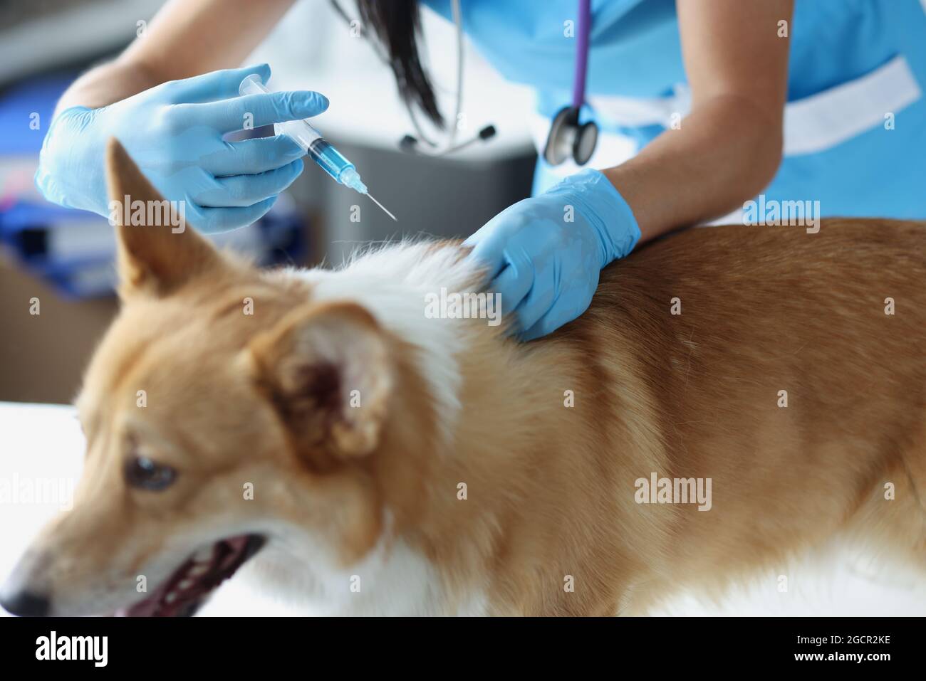 Veterinarian doctor giving injection to dog in clinic Stock Photo - Alamy
