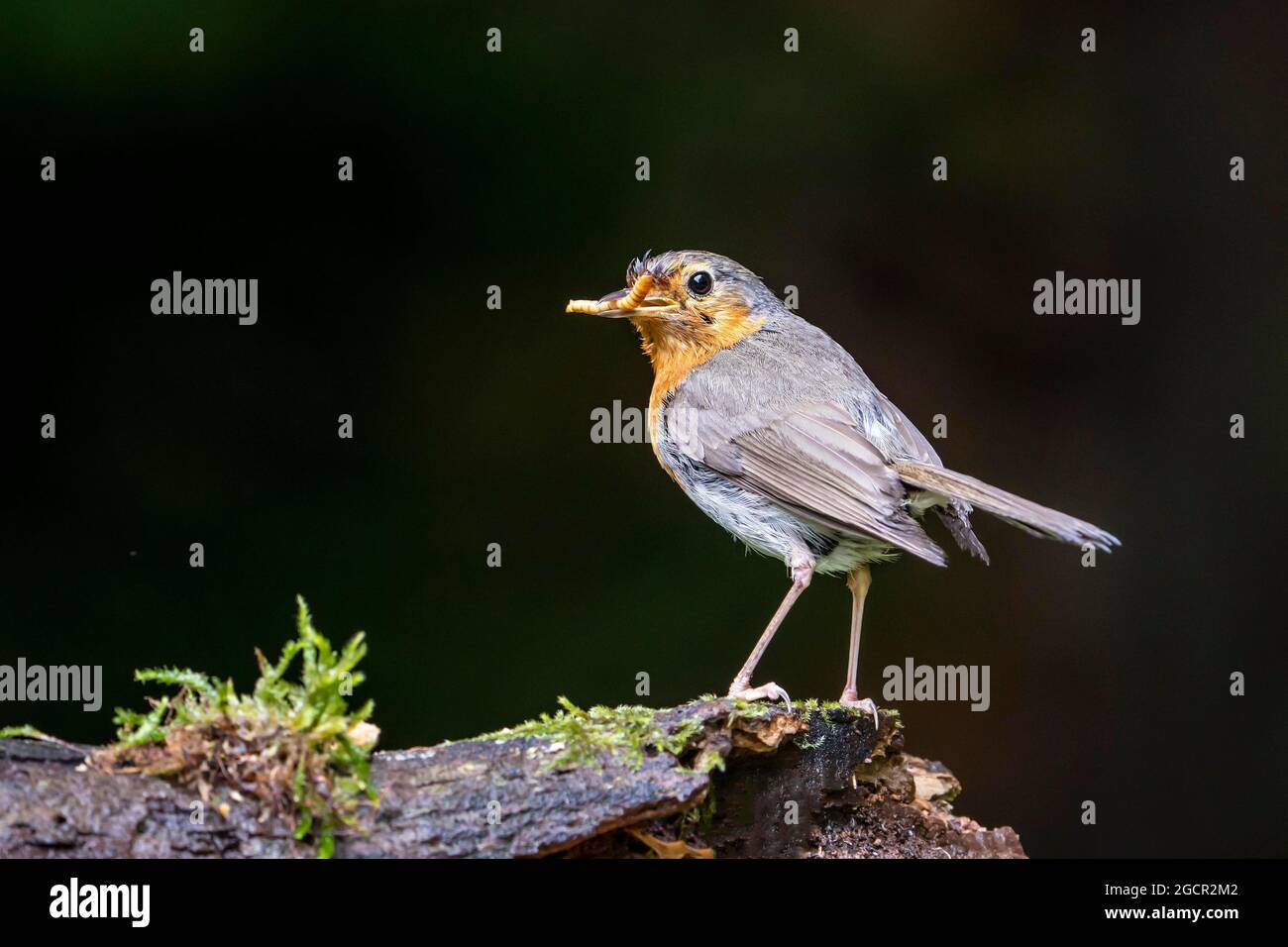 European robin (Erithacus rubecula), drenched after rain shower with ...