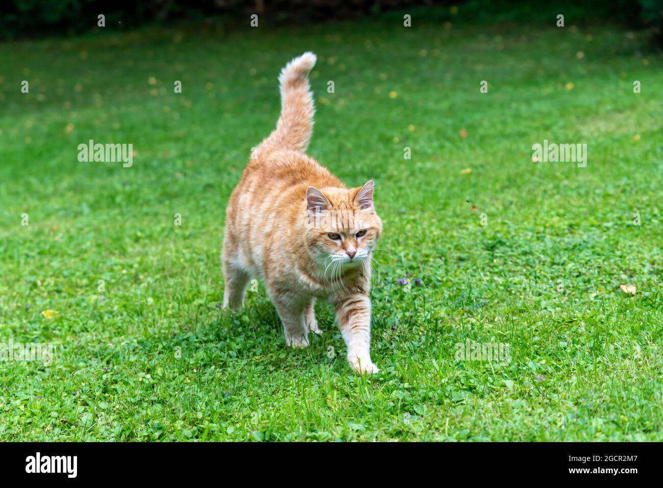 Domestic cat, Germany Stock Photo - Alamy