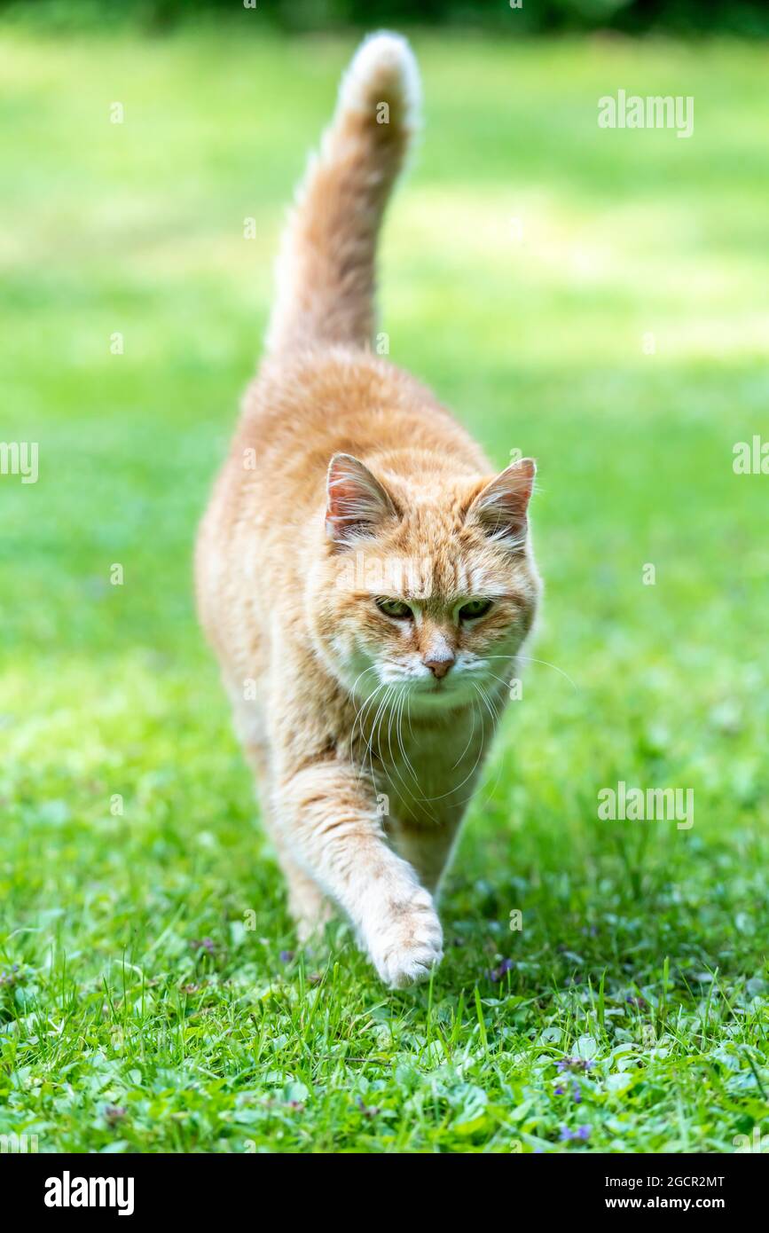 Domestic cat, Germany Stock Photo - Alamy