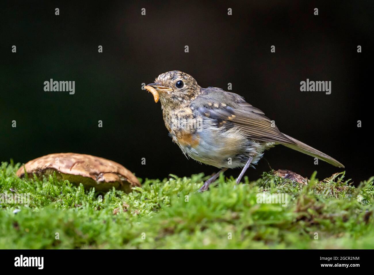European robin (Erithacus rubecula), young bird soaked after rain ...