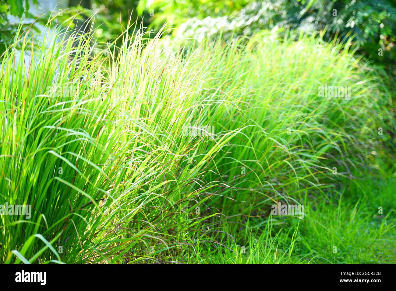 Fresh lemon grass tree herbal plant green leaf background, for ...