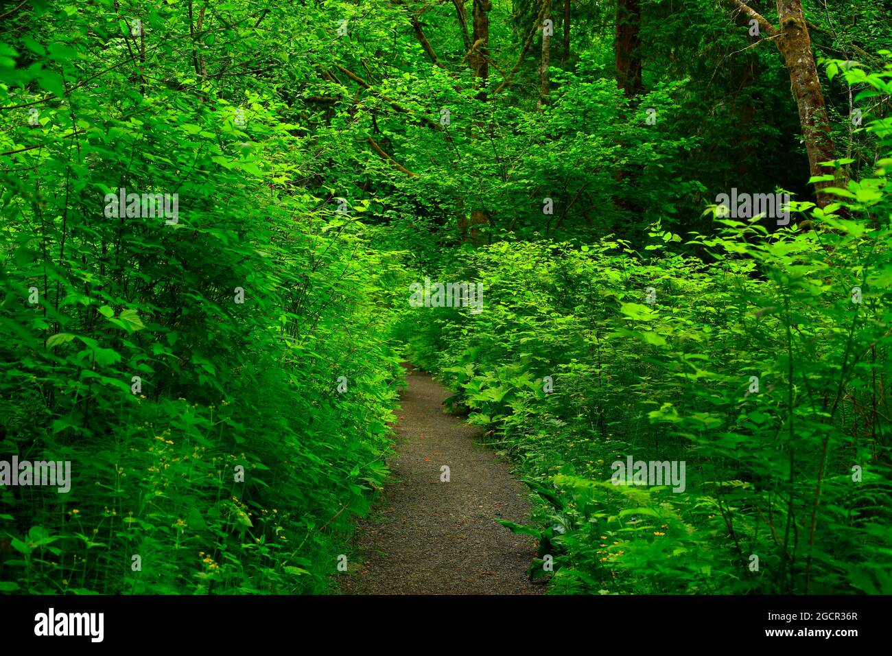 a exterior picture of an Pacific Northwest forest trail Stock Photo - Alamy