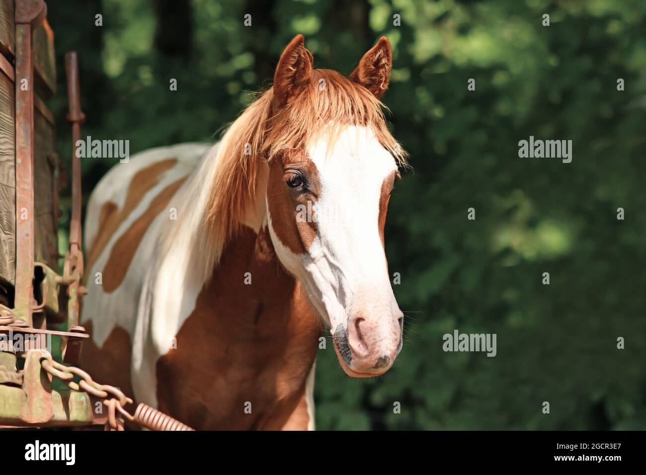 Portrait of young Pinto horse with brown and white patches Stock Photo ...