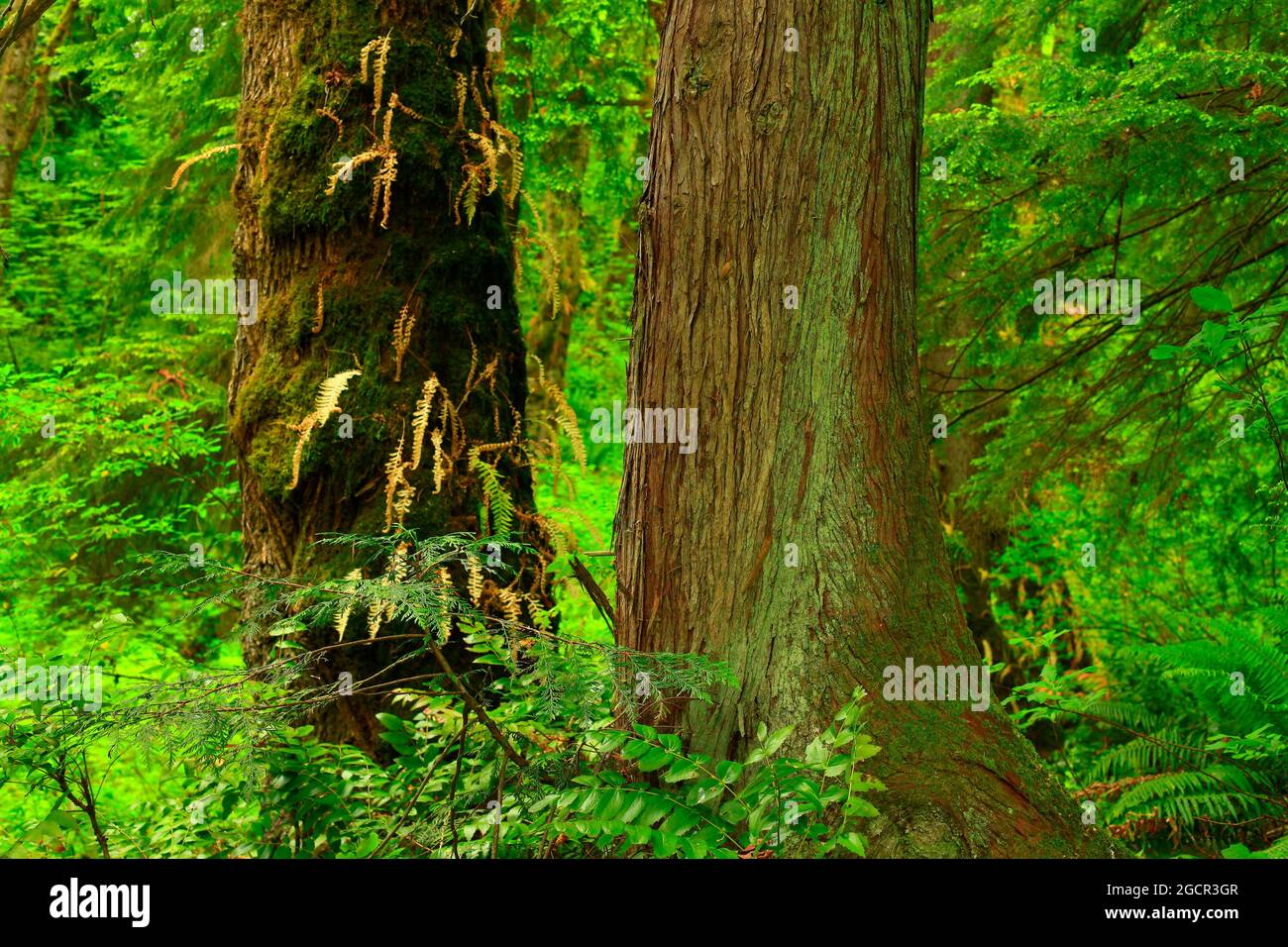 a exterior picture of an Pacific Northwest forest with Western red ...