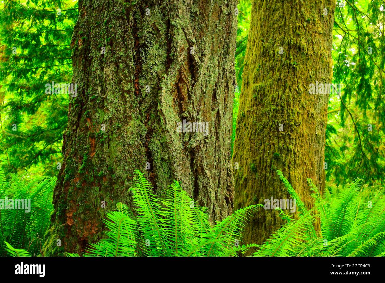 Fir trees and ferns hi-res stock photography and images - Alamy