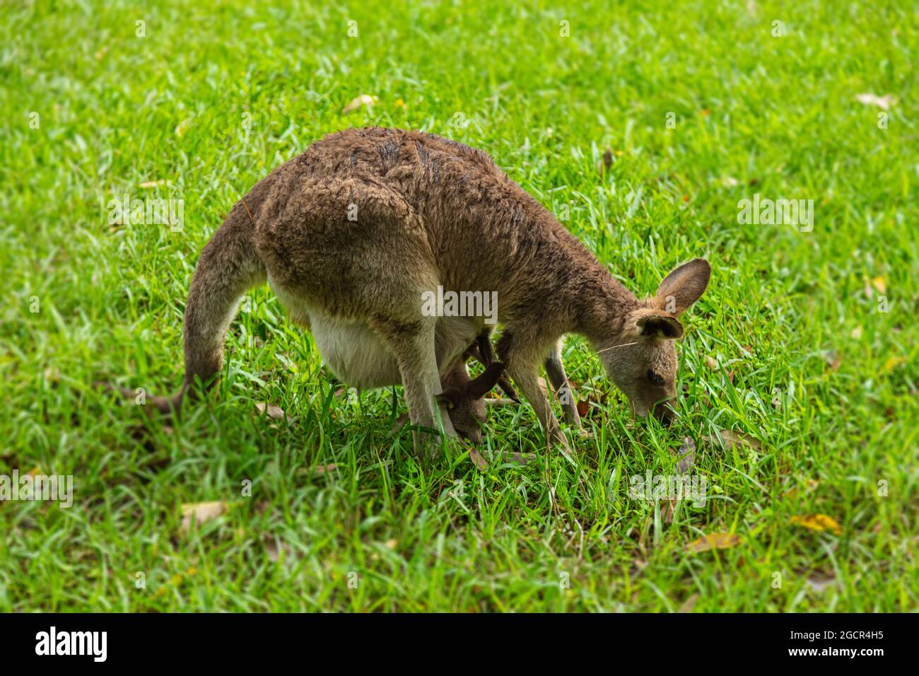 A close up with an Kangaroo in the outback of Australia. Face to face ...