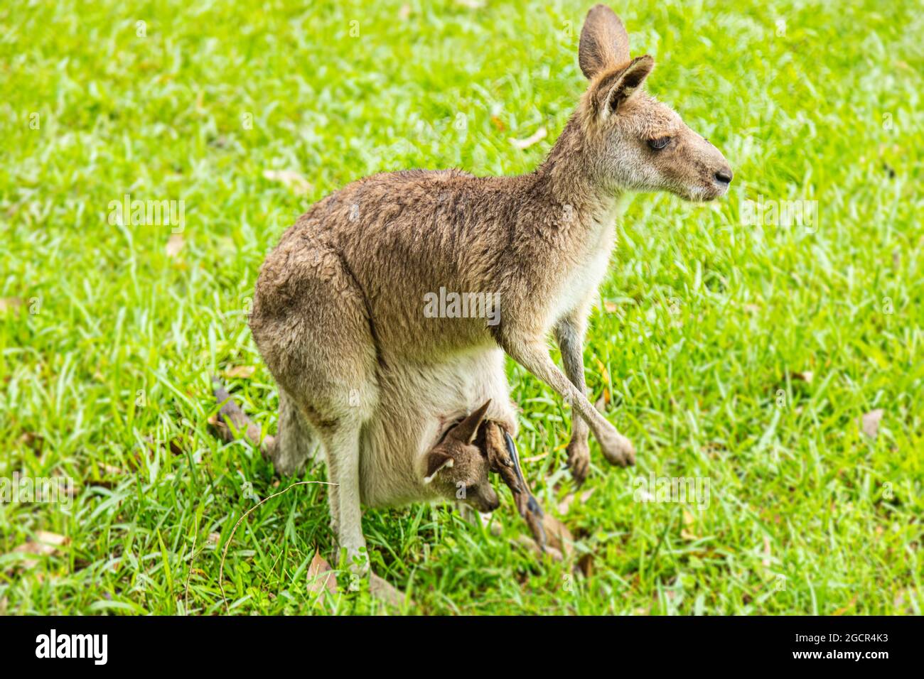 Outback Australia Australian Animal The Cutest Animals In Australia