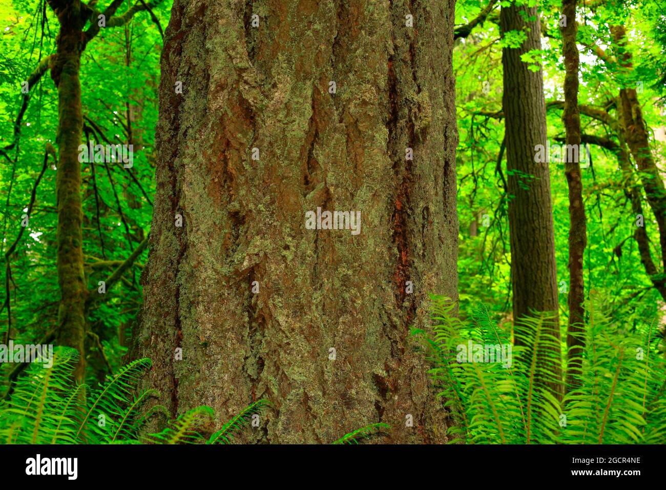 Fir trees and ferns hi-res stock photography and images - Alamy