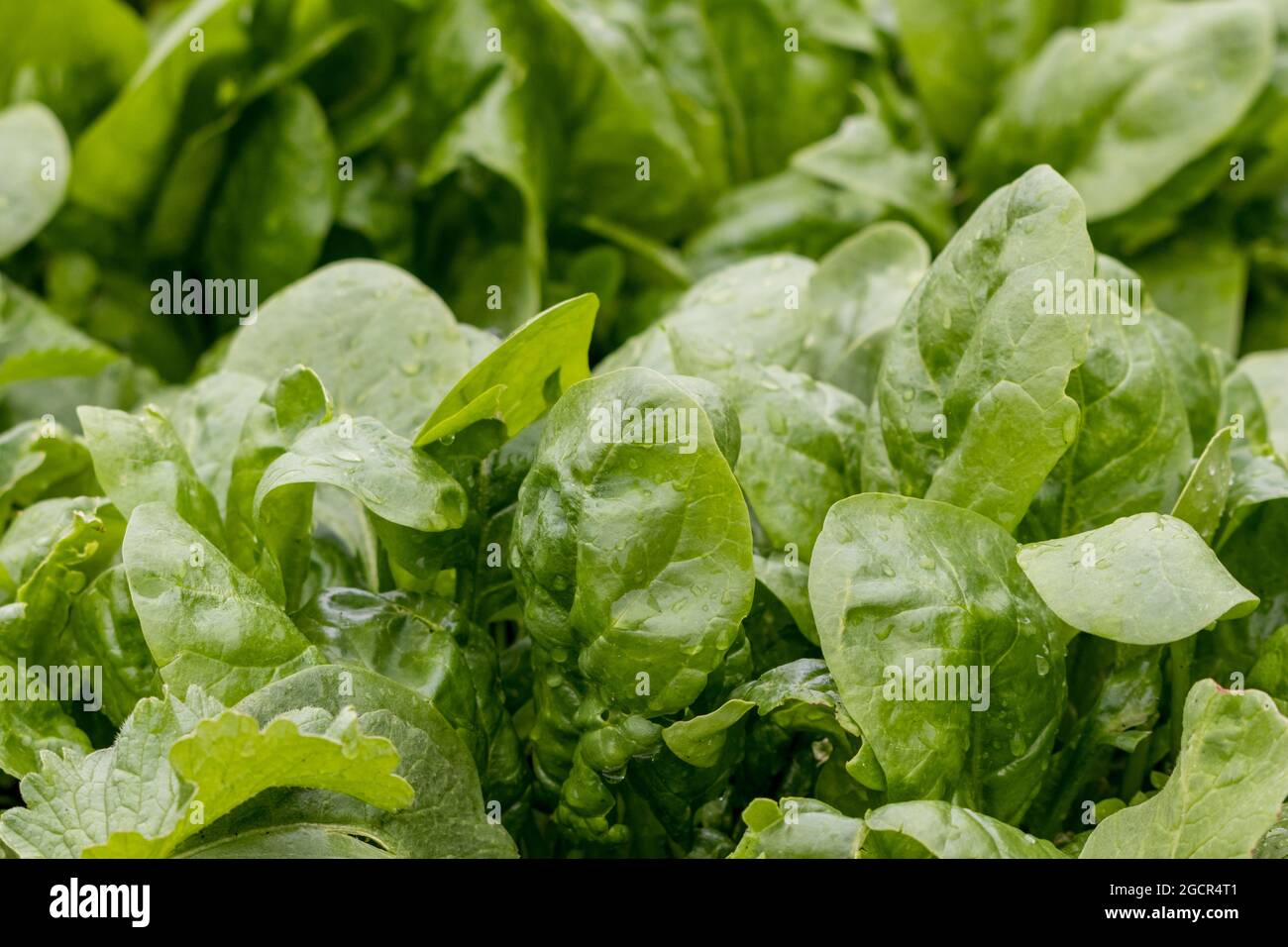 fresh, healthy Sinat from your own garden Stock Photo - Alamy