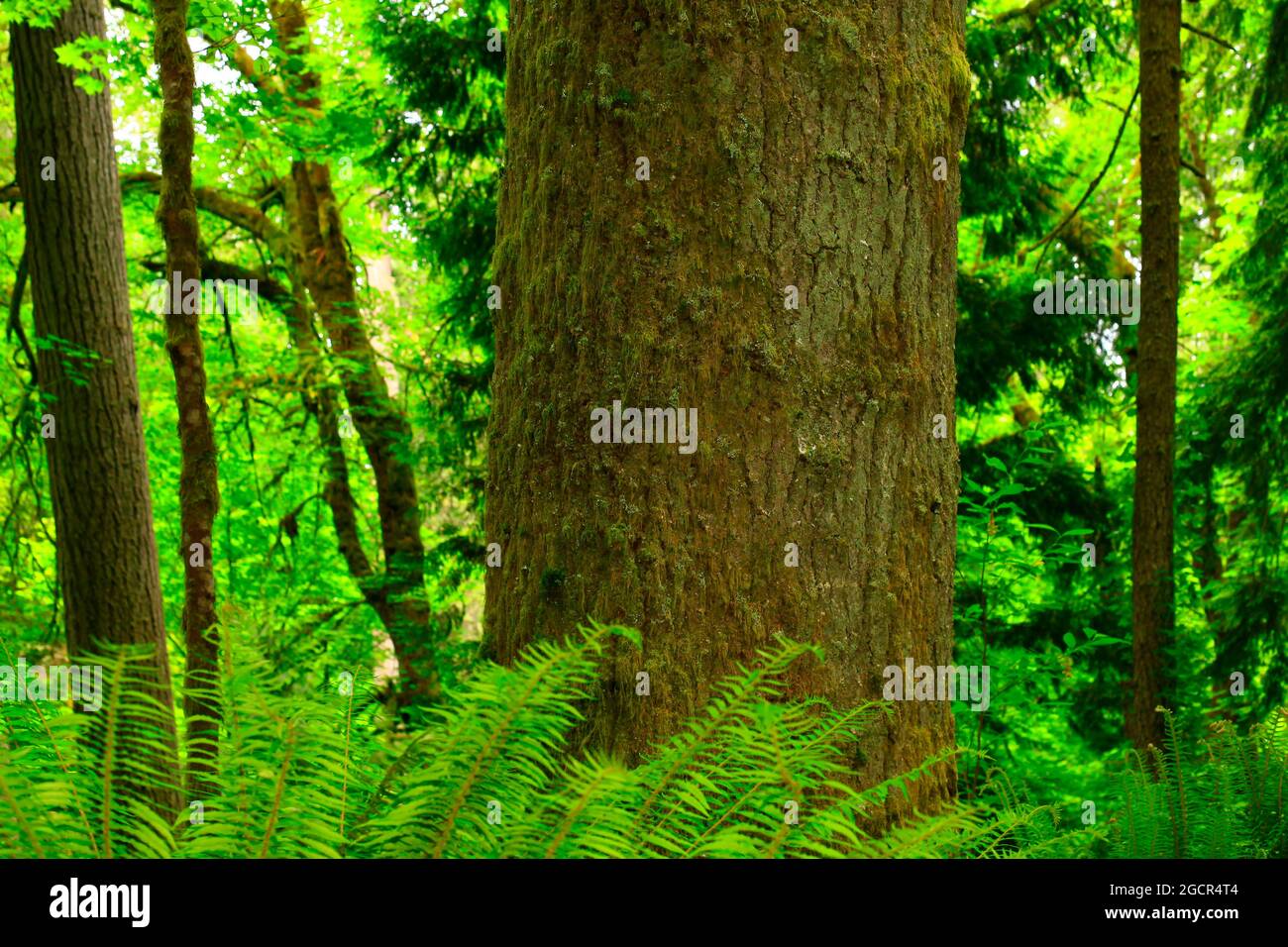 a exterior picture of an Pacific Northwest forest with old growth ...