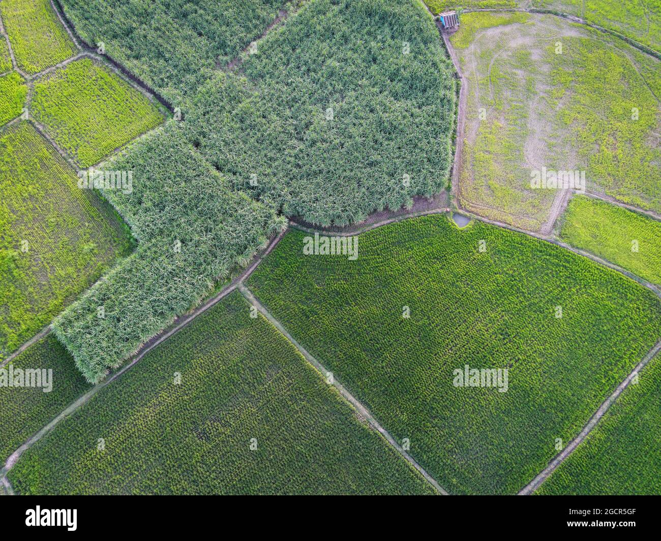 Aerial view field nature agricultural farm background, top view corn ...