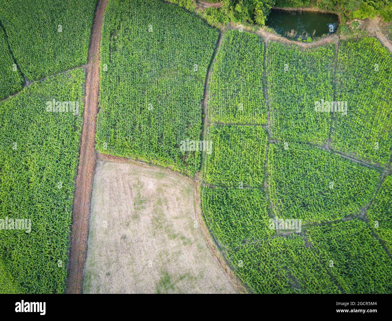 Aerial view field nature agricultural farm background, top view corn ...