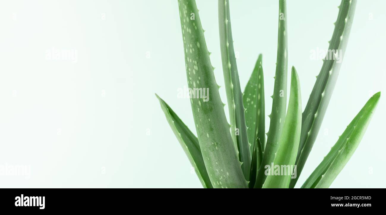 Aloe Vera plant over green background with copy space. Aloe vera for ...