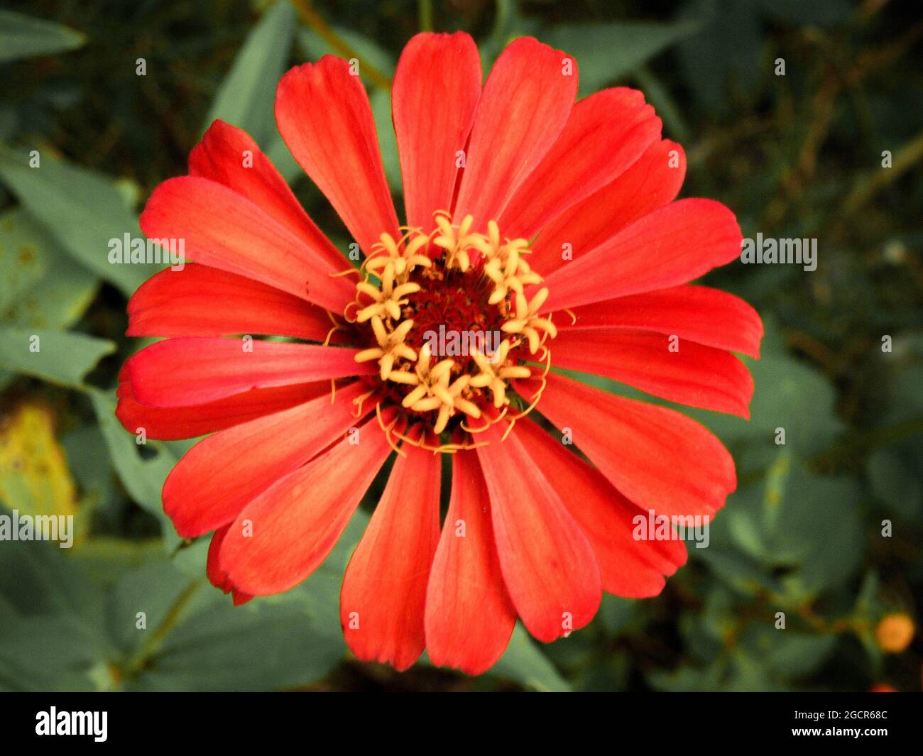 Flowers in Davao City Stock Photo - Alamy