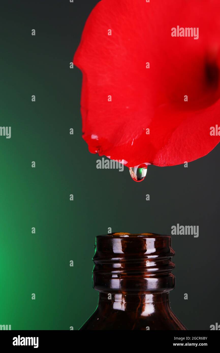 Drop falling from rose petal on green background Stock Photo - Alamy
