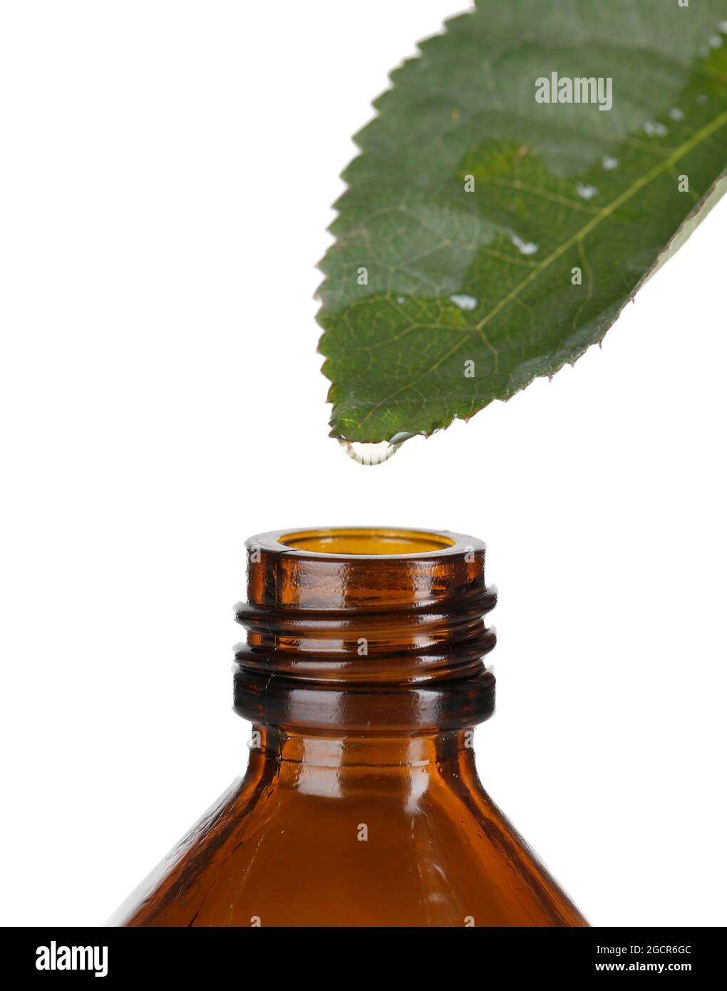 Drop falling from leaf isolated on white Stock Photo - Alamy