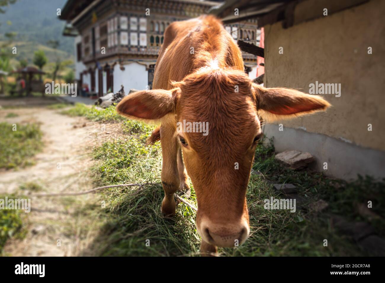 Cow walks thru a small village in Bhutan near the longest suspension ...