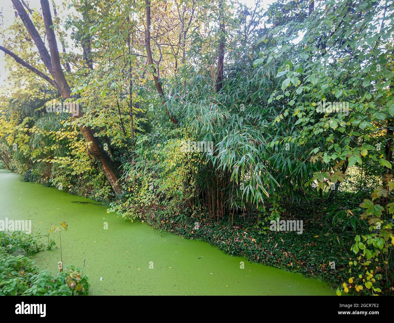 Dense bushes along the waterside in a wilderness area Stock Photo - Alamy