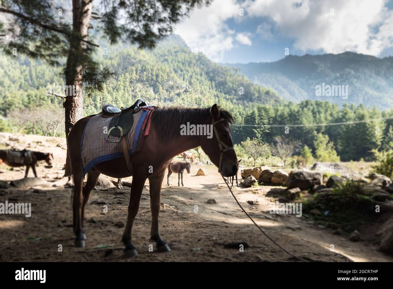 Donkey that carries tourists to the mountain at the Bhutan Tiger Nest ...