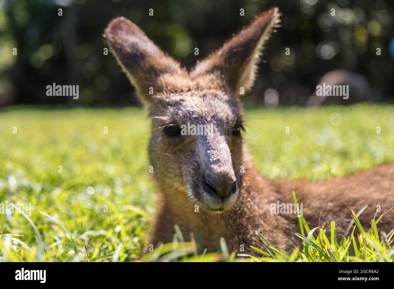 Kangaroo ears hi-res stock photography and images - Alamy