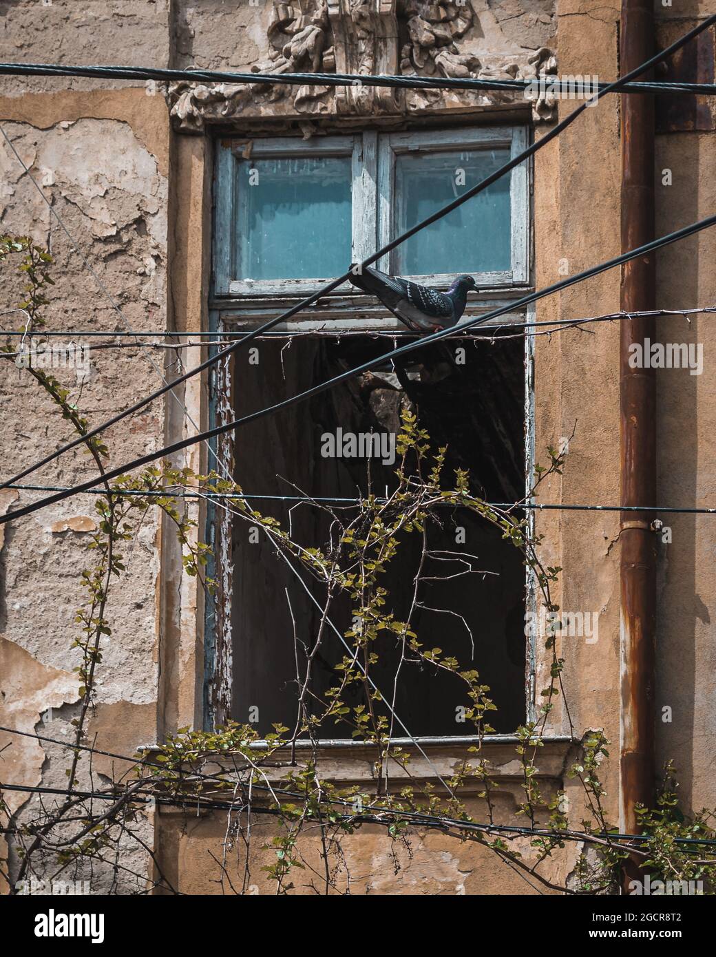 Pigeon perching on a metal wire fence in front of an old house window ...