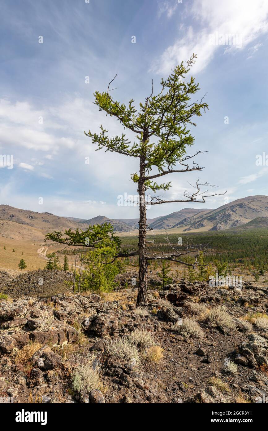 A single barre tree and stony ground near the extinct volcano Khorgo ...