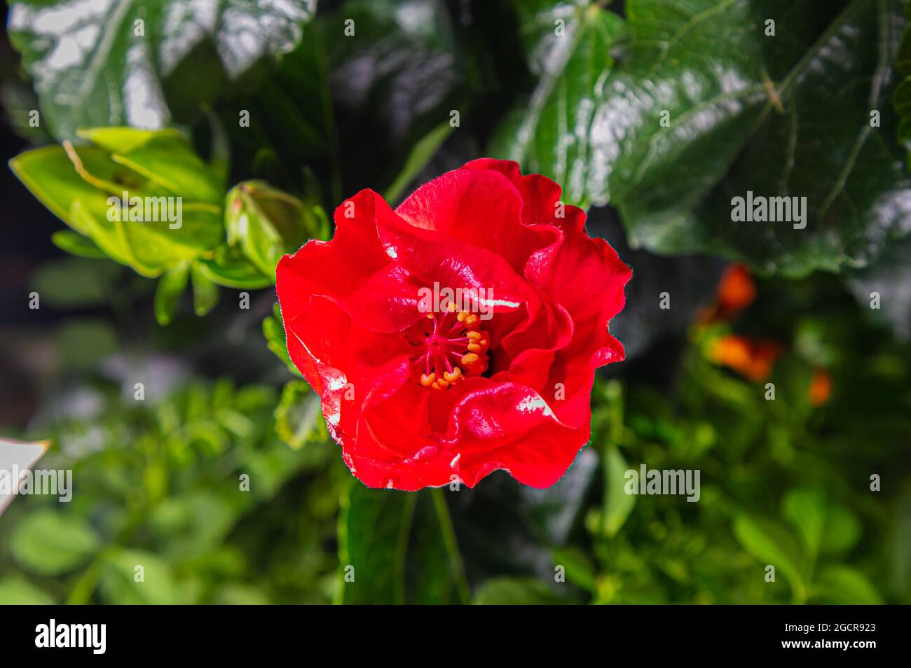 Close up to a hibiscus flower. A red hibiscus flower, during opening ...