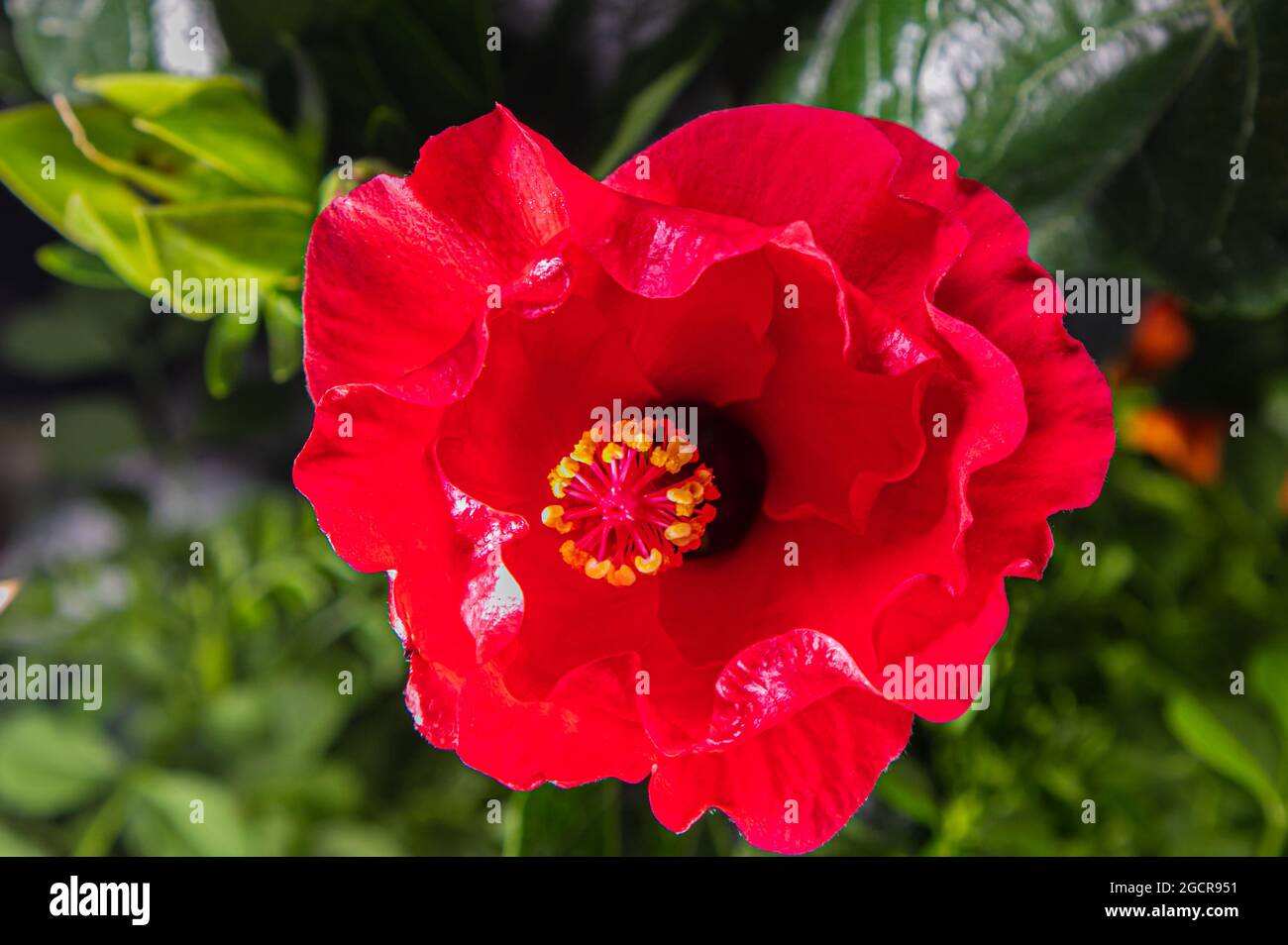 Close up to a hibiscus flower. A red hibiscus flower, during opening ...