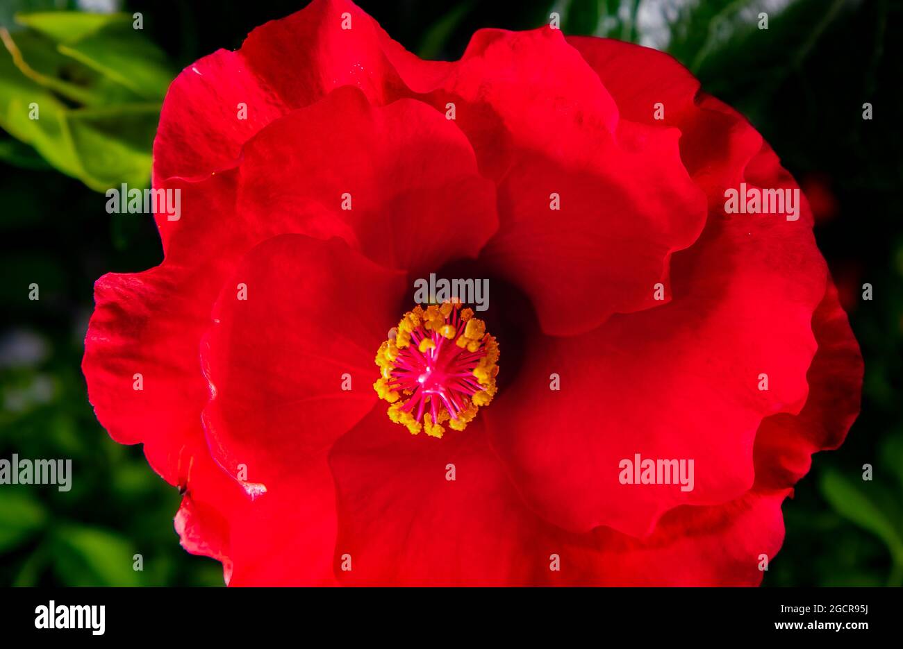 Close up to a hibiscus flower. A red hibiscus flower, during opening ...