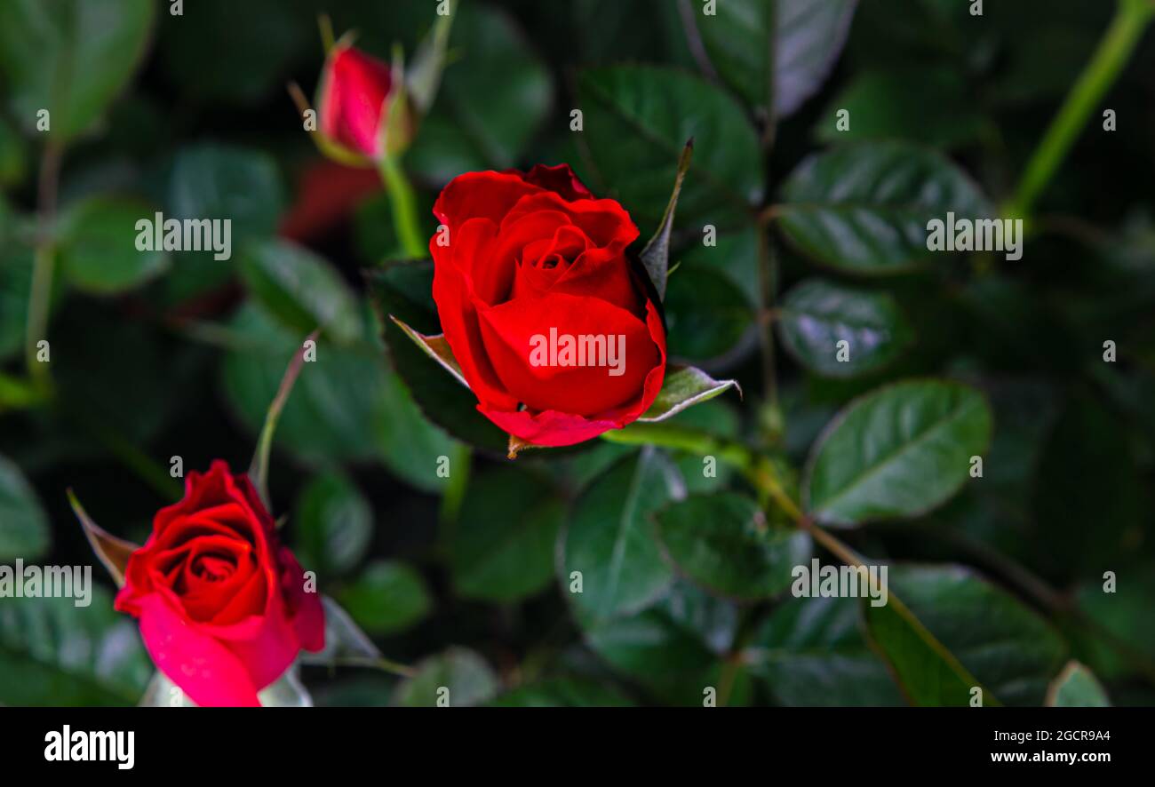 Close-up to a red rose blossom. A red rose flower, just before opening ...