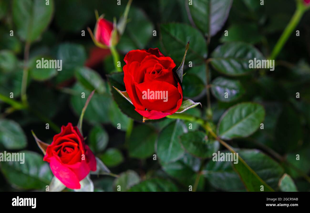 Close-up to a red rose blossom. A red rose flower, just before opening ...