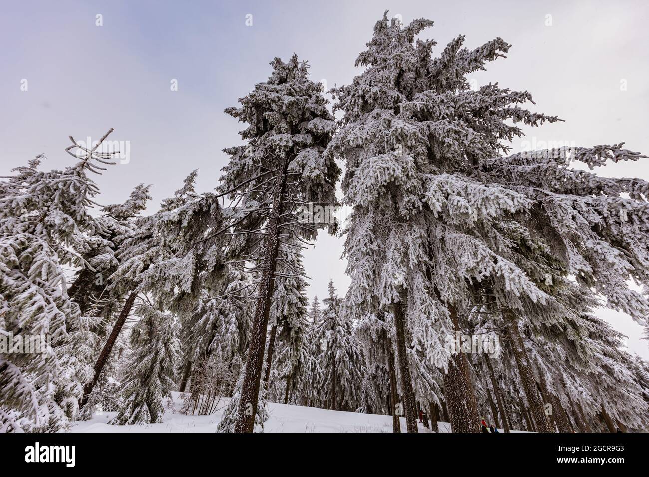 Snowy winter landscape at east german mountain Erzgebirge. At the peak ...