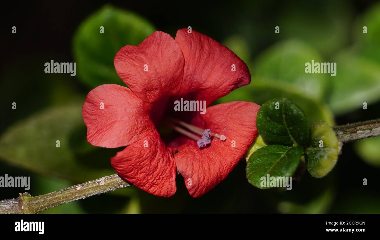 Wildflower lovers hi-res stock photography and images - Alamy