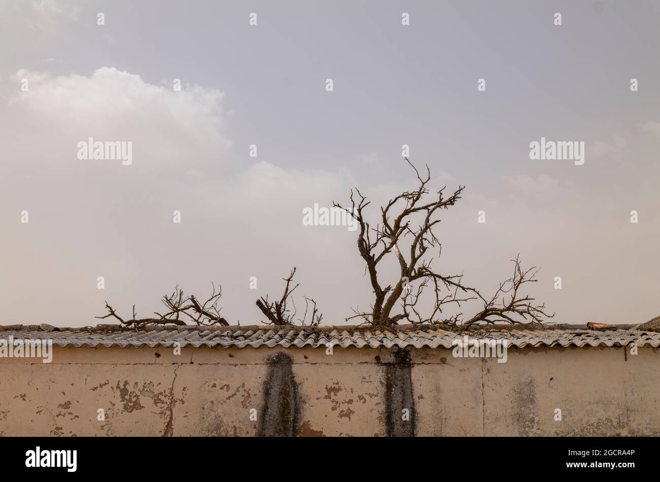 Ancient tree house hi-res stock photography and images - Alamy