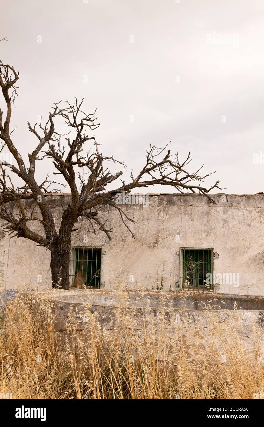 Ancient tree house hi-res stock photography and images - Alamy