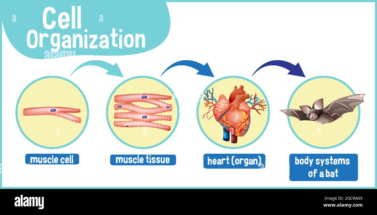 Diagram showing cell organization in a bat illustration Stock Vector ...