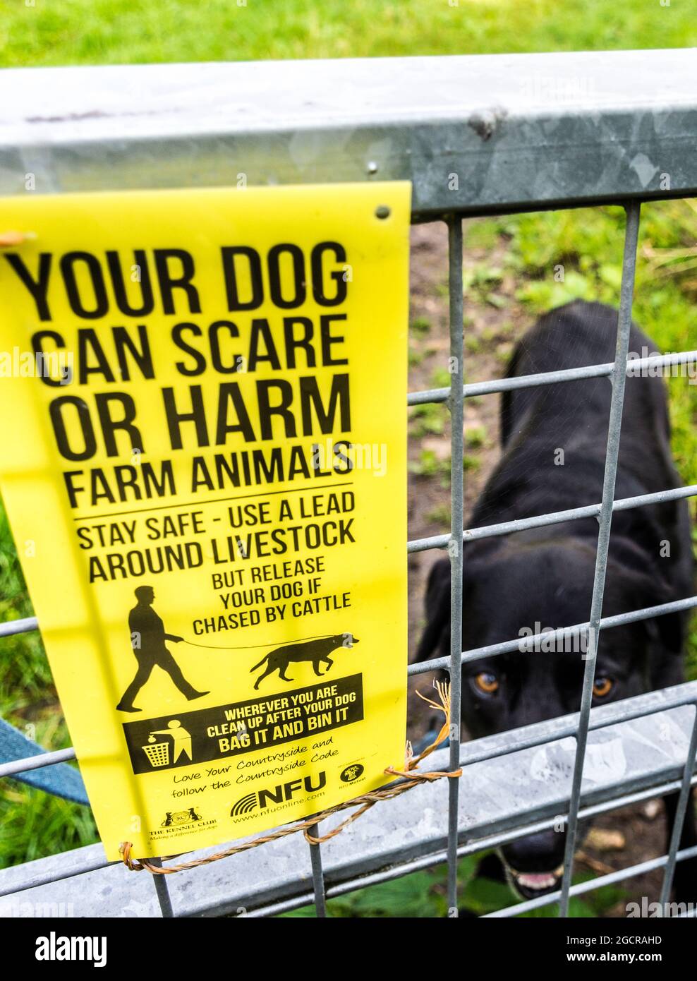 Your dog can scare or harm farm animals hi-res stock photography and ...