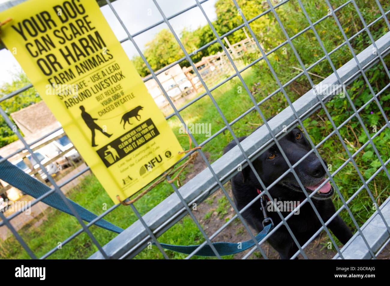 Your dog can scare or harm farm animals, NFU sign warns of harm to ...